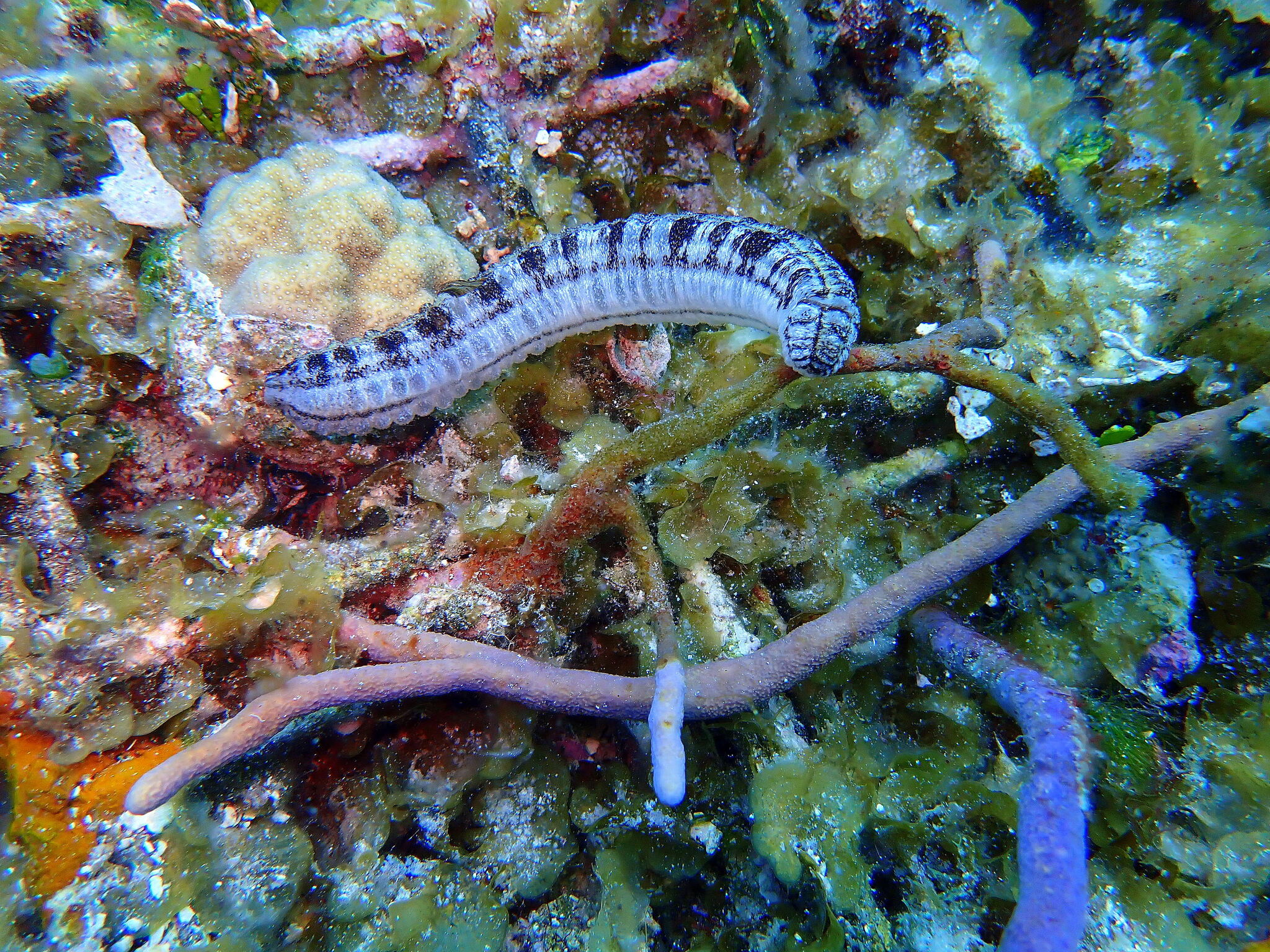 Euapta lappa (J.Müller, 1850)