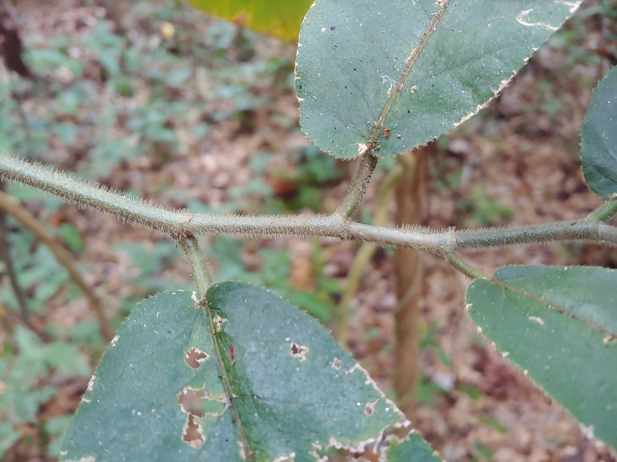 Castilla elastica Cerv.