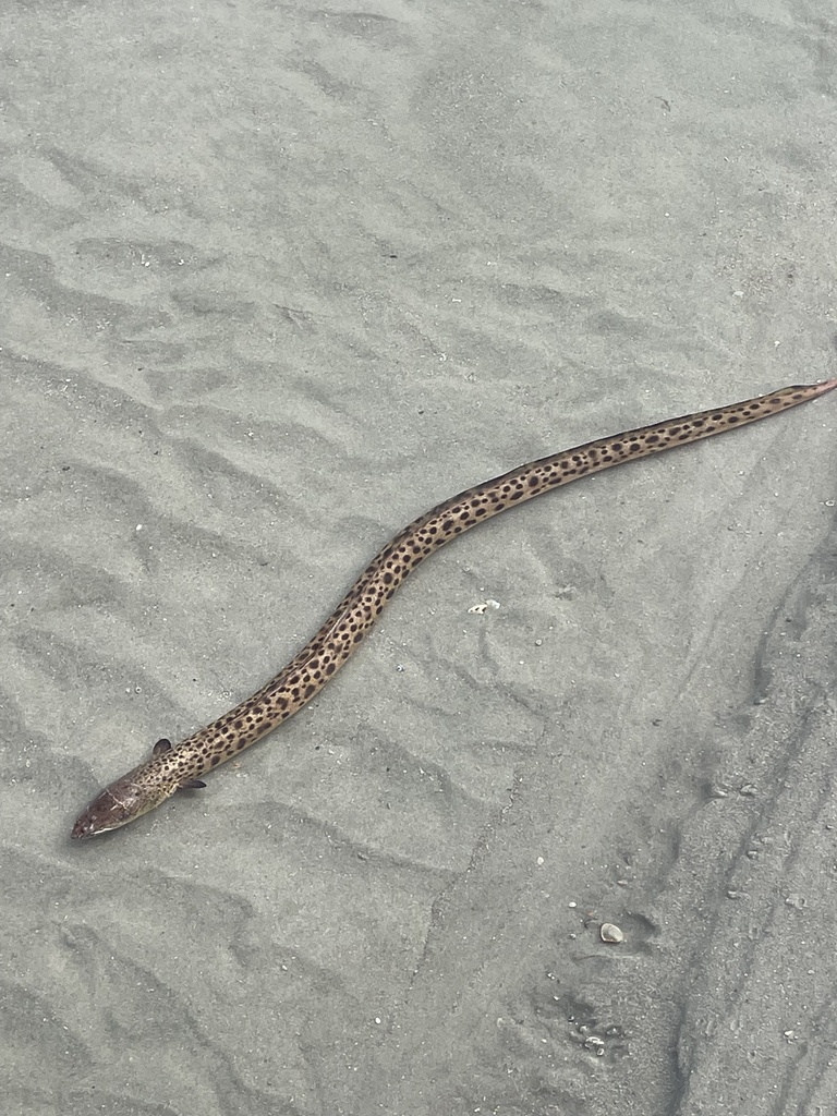 Spotted Spoon-nose Eel from Pawleys Island, SC, US on March 2, 2023 at ...