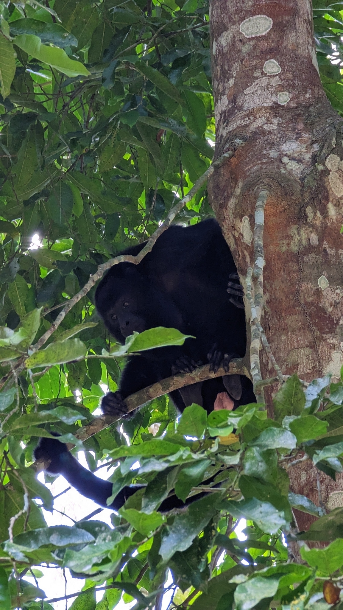 Alouatta pigra Lawrence, 1933