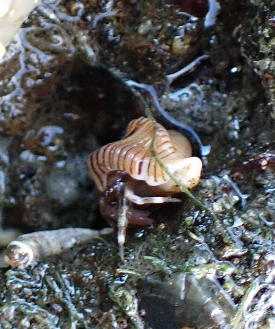 Pteropurpura festiva (Hinds, 1844)