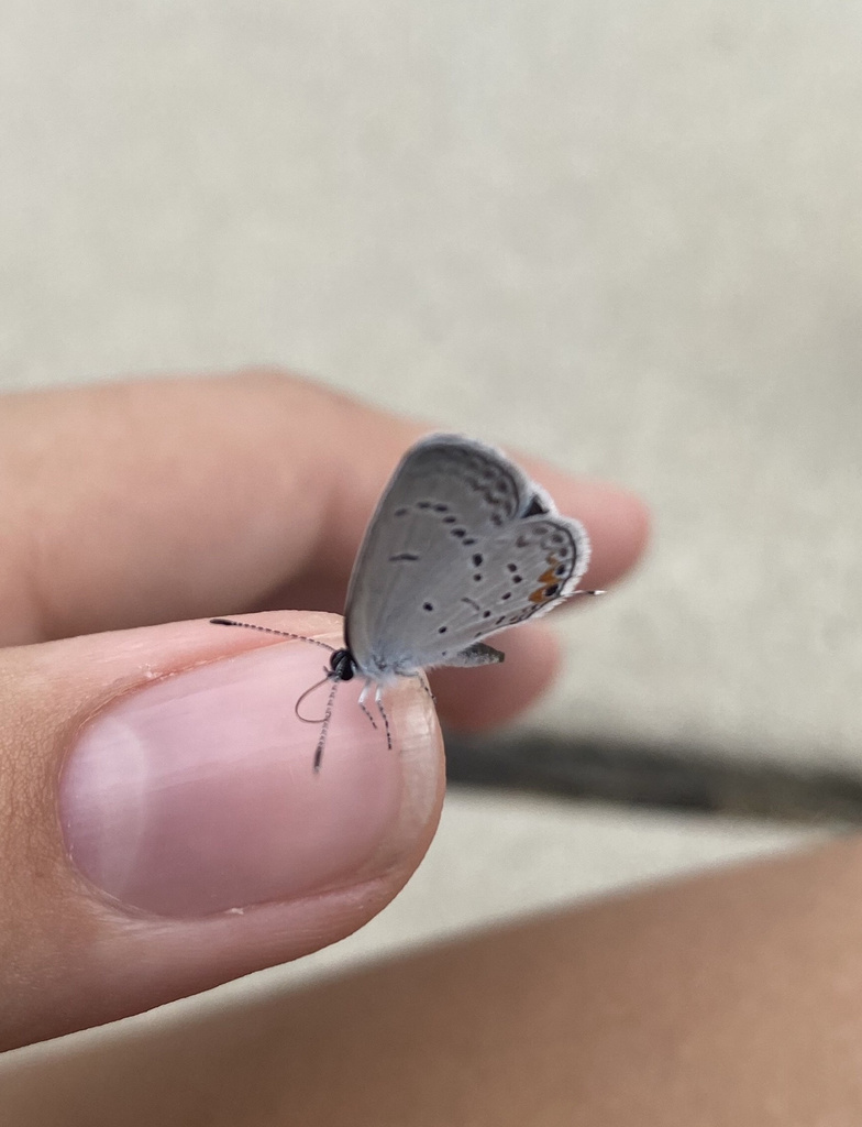 Eastern Tailed-Blue from Locust, NC, US on March 03, 2023 at 02:30 PM ...