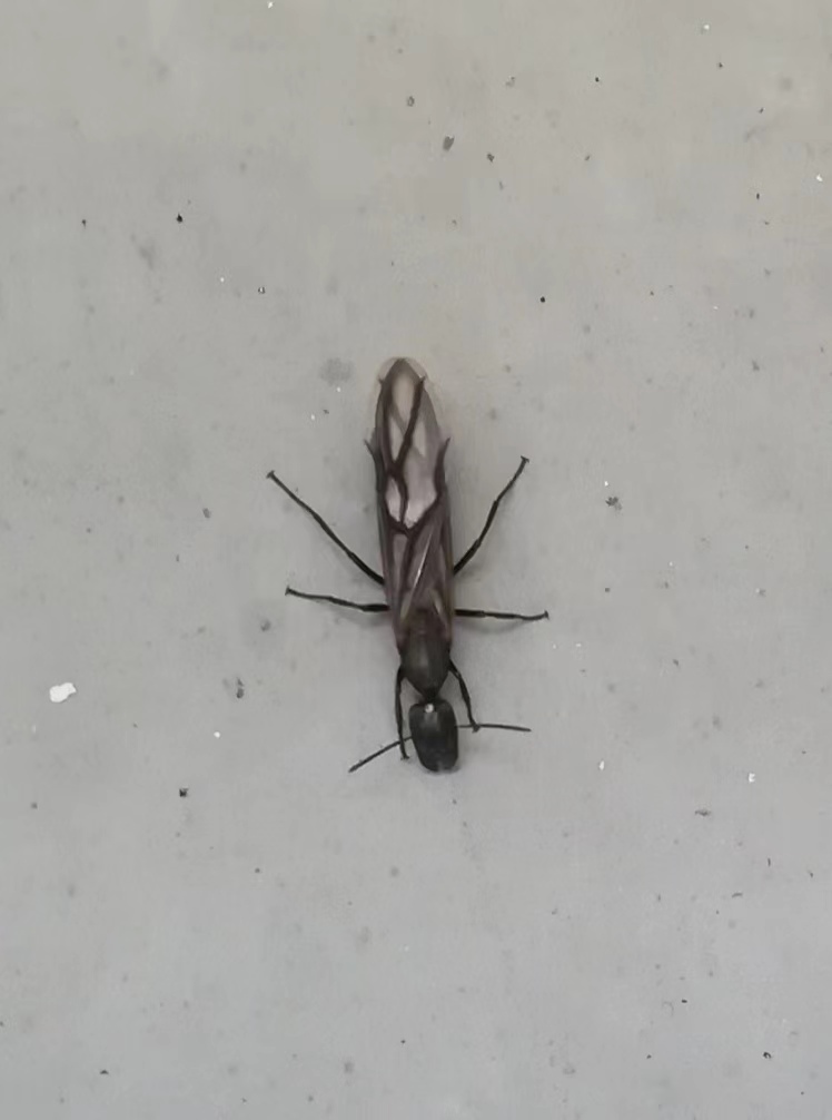 Gate-keeper Ants from 501 Stirling Rd, 新加坡 148951 on March 6, 2023 at ...