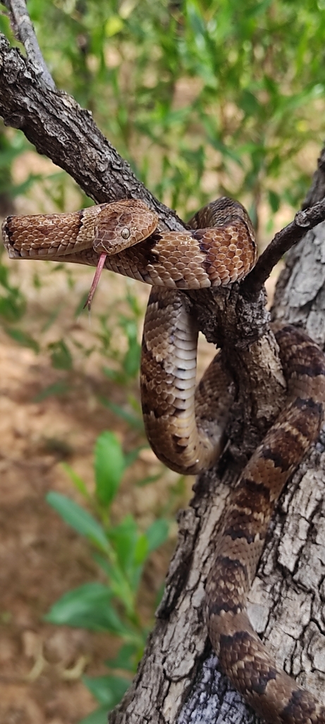 Mexican Lyre Snake from 45666 Jal., México on October 23, 2021 at 01:13 ...