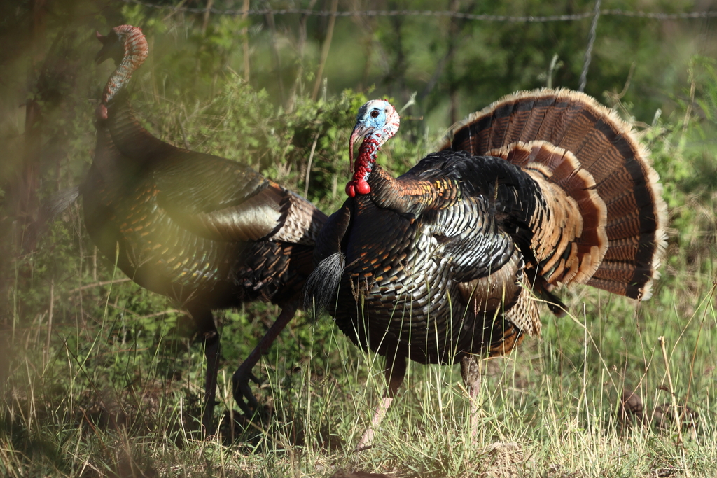 Wild Turkey from Bustamante, N.L., México on March 04, 2023 at 05:43 PM ...