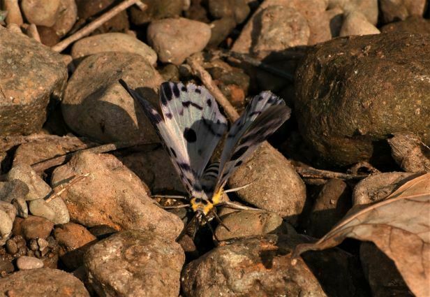 Blue Tiger Moth from Tamhini, Maharashtra, India on February 26, 2023 ...