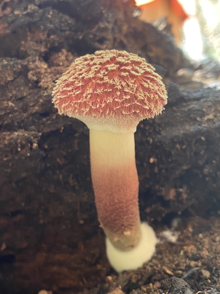 Boletellus from Post Office Rd, Mapleton, QLD, AU on March 04, 2023 at ...