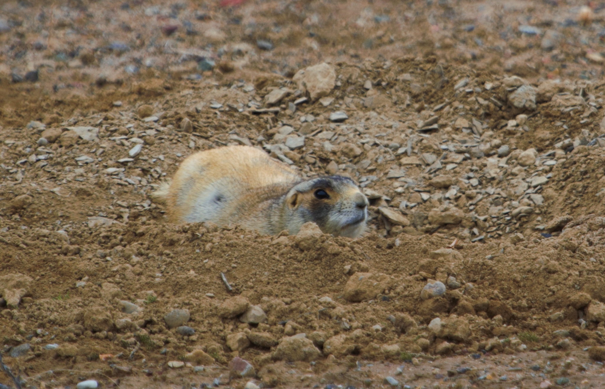 Cynomys leucurus Merriam, 1890