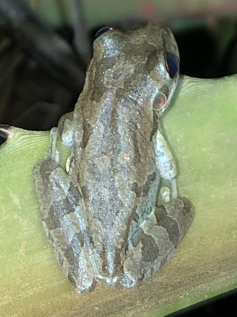 Cuban Tree Frog from Pinar del Río, CU on February 19, 2023 at 09:29 PM ...