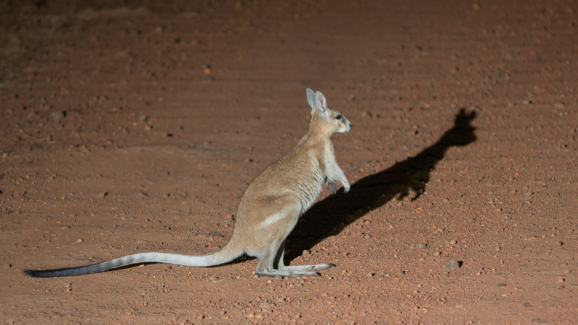 Onychogalea unguifera (Gould, 1840)