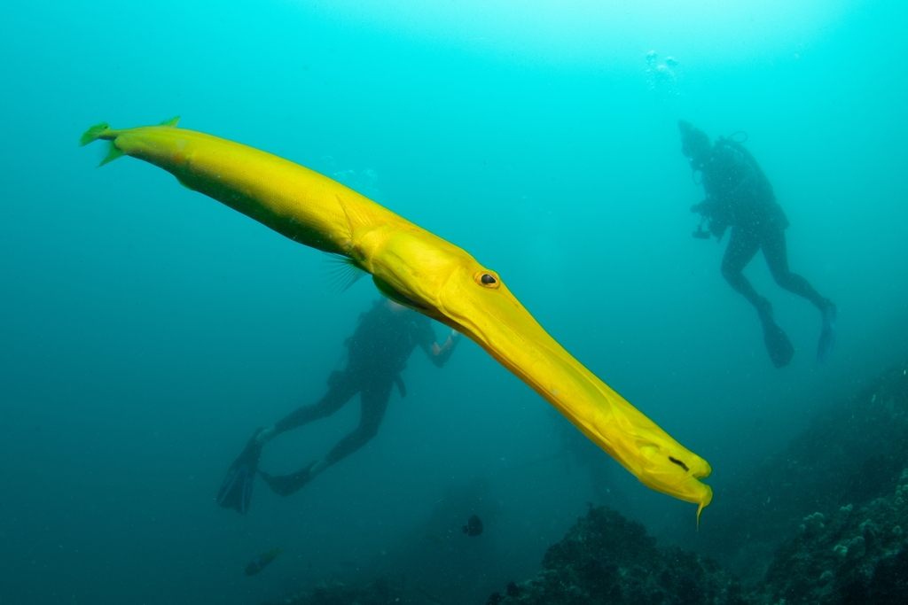 Pacific Trumpetfish from Australia on February 26, 2023 at 10:30 AM by ...