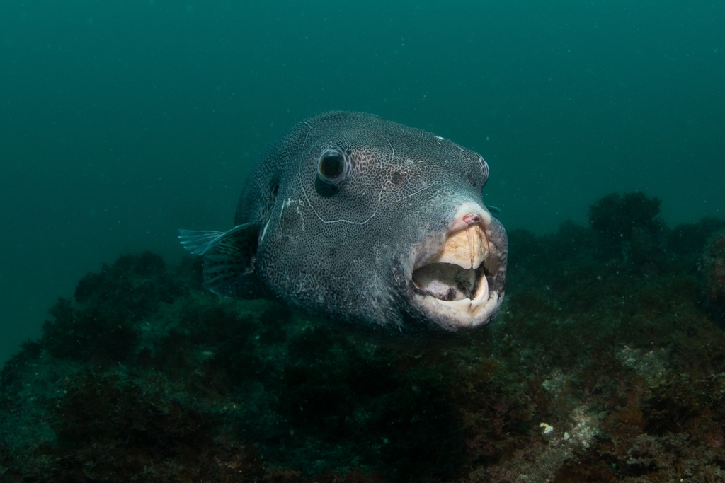 Starry Puffer from Australia on February 26, 2023 at 11:00 AM by ...