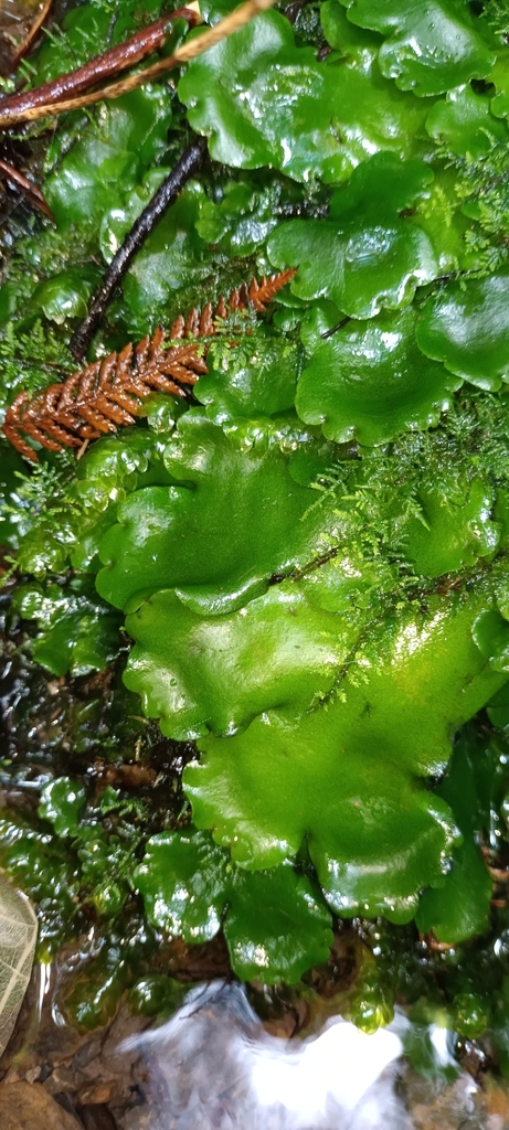 Monoclea forsteri from Masterton 5881, New Zealand on March 7, 2023 at ...