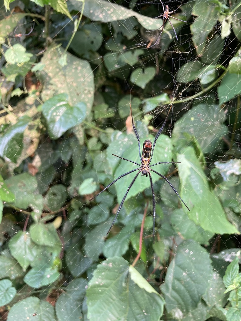 Hairy Golden Orb-weaving Spider from Manyago, Entebbe, Uganda on ...