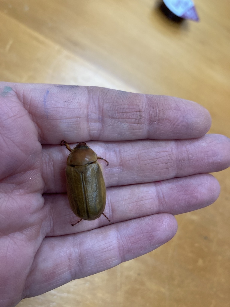 Scarabaeiform Beetles from Barnett St, Avoca, VIC, AU on March 07, 2023 ...