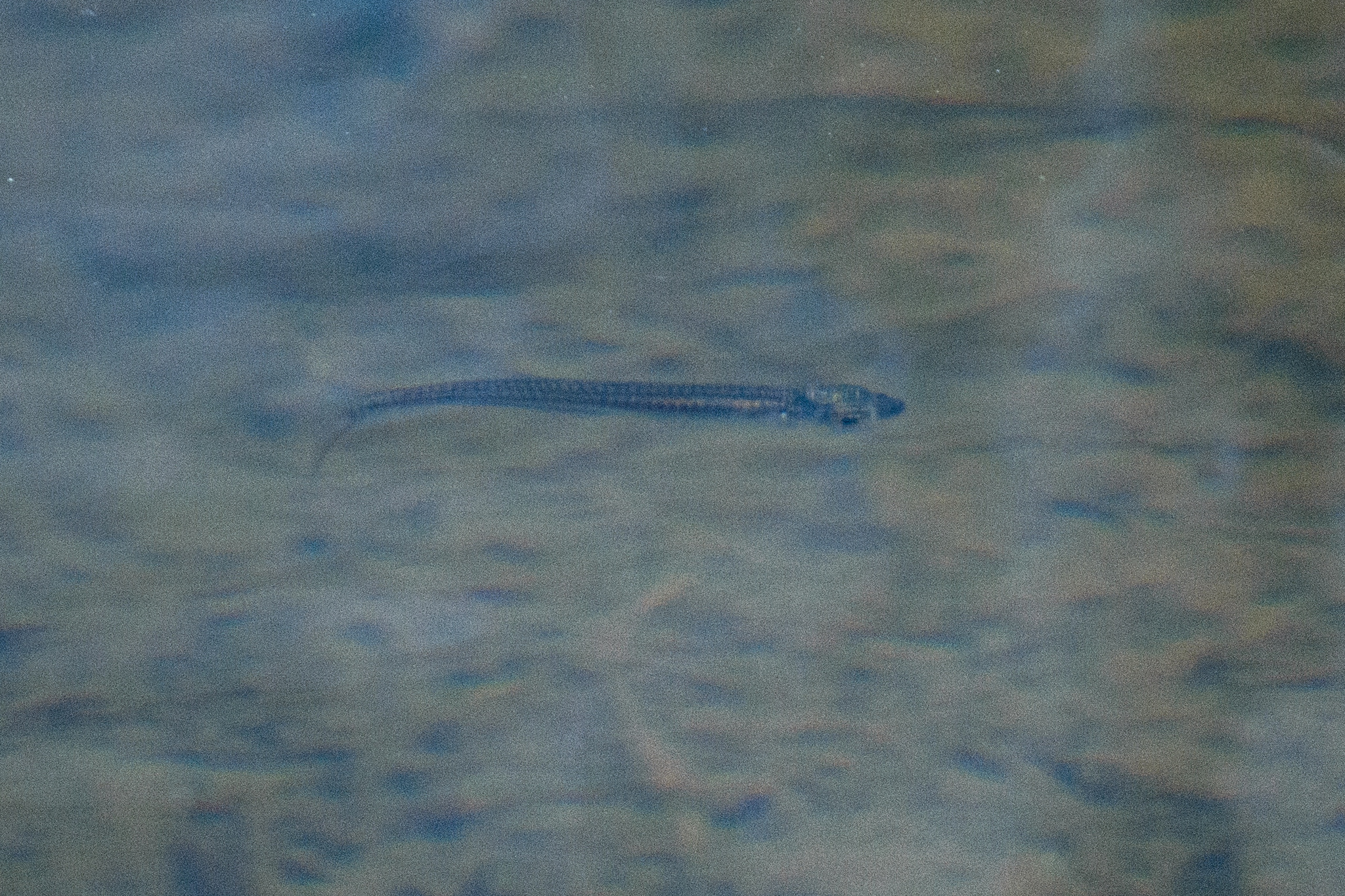 Menidia menidia (Linnaeus, 1766)