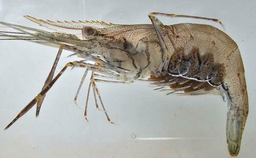 Camarón de cerda (Macrobrachium rude) · iNaturalist Mexico