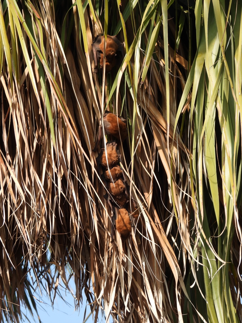 Scotophilus kuhlii Leach, 1821