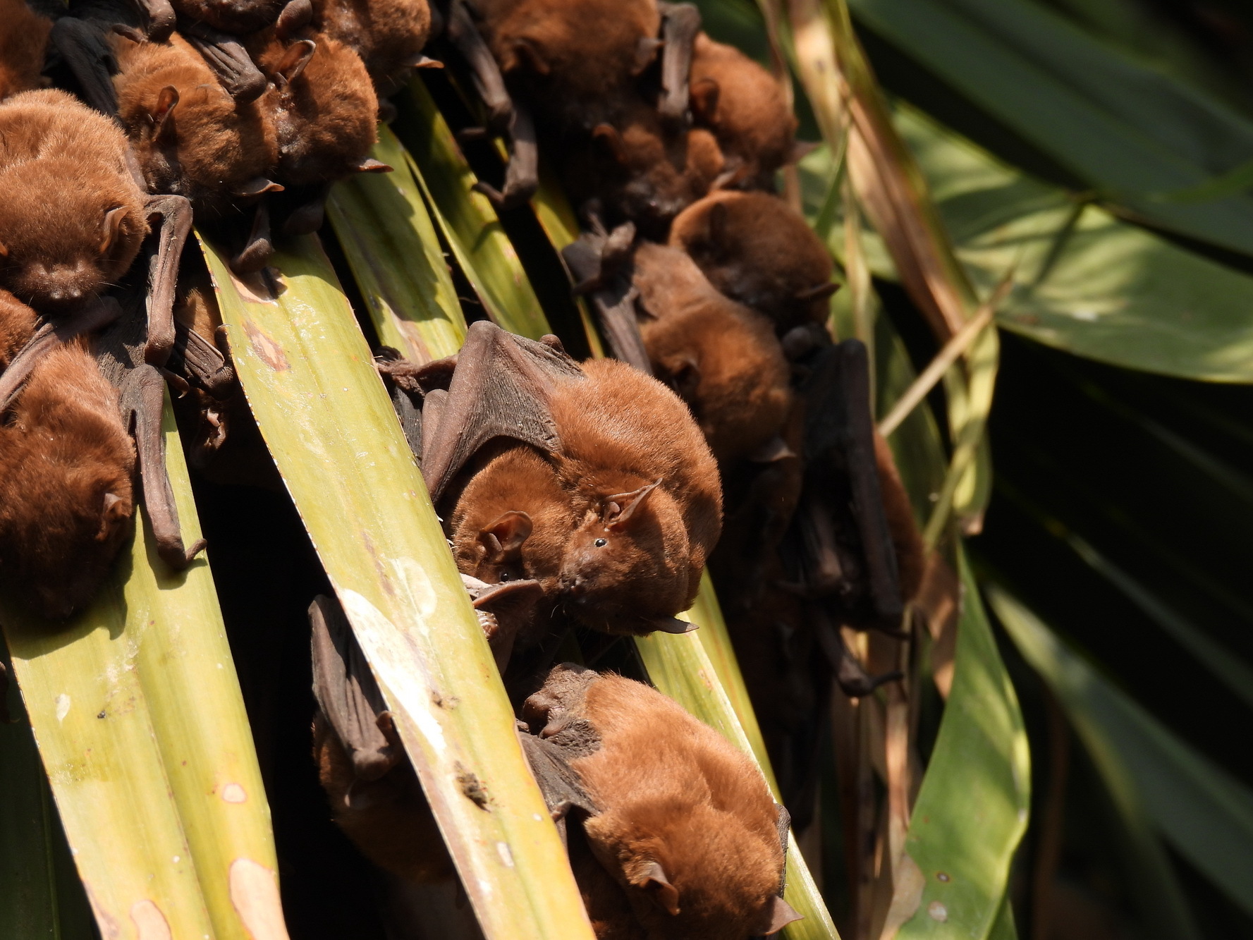 Scotophilus Leach, 1821