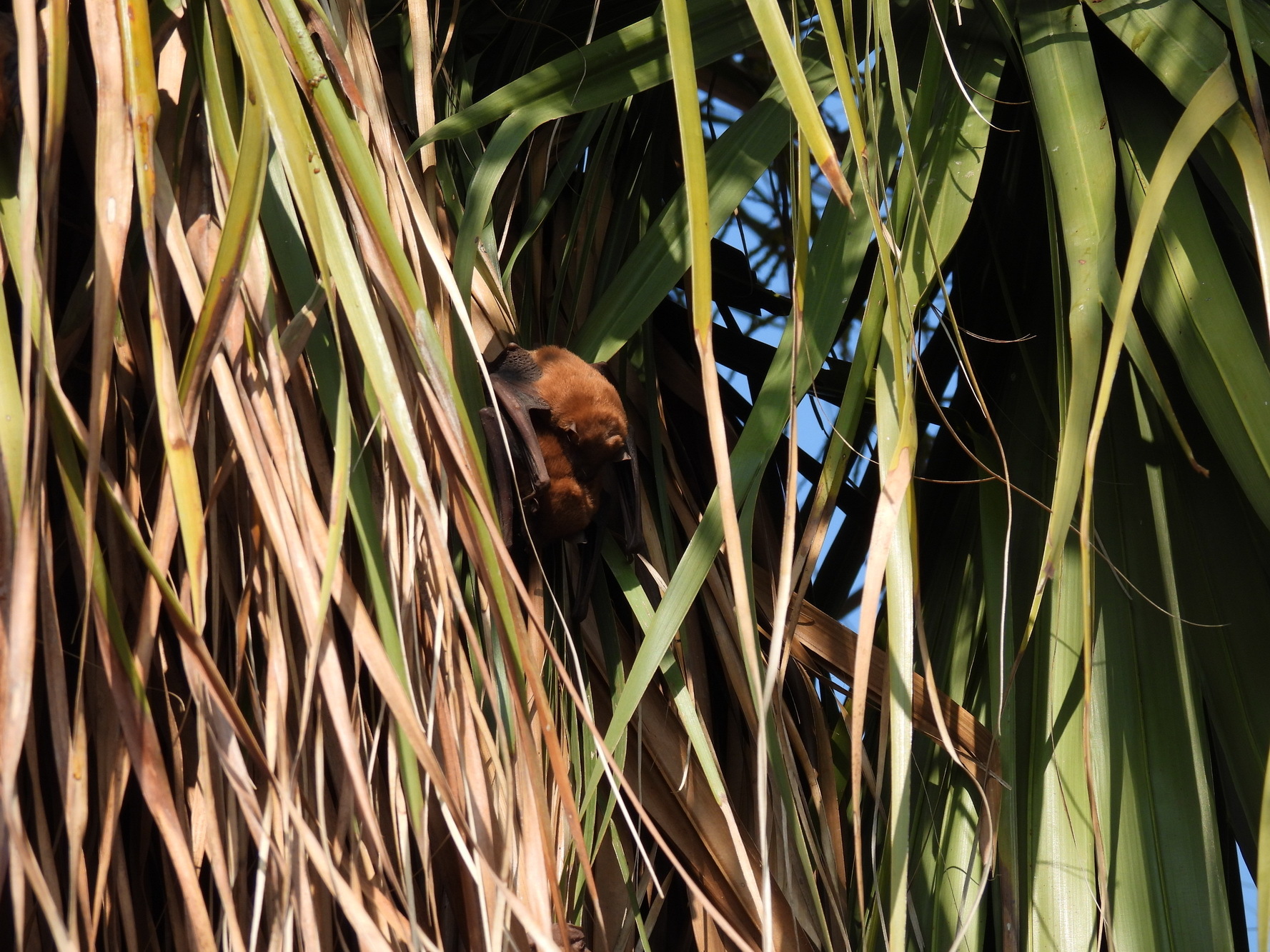 Scotophilus Leach, 1821