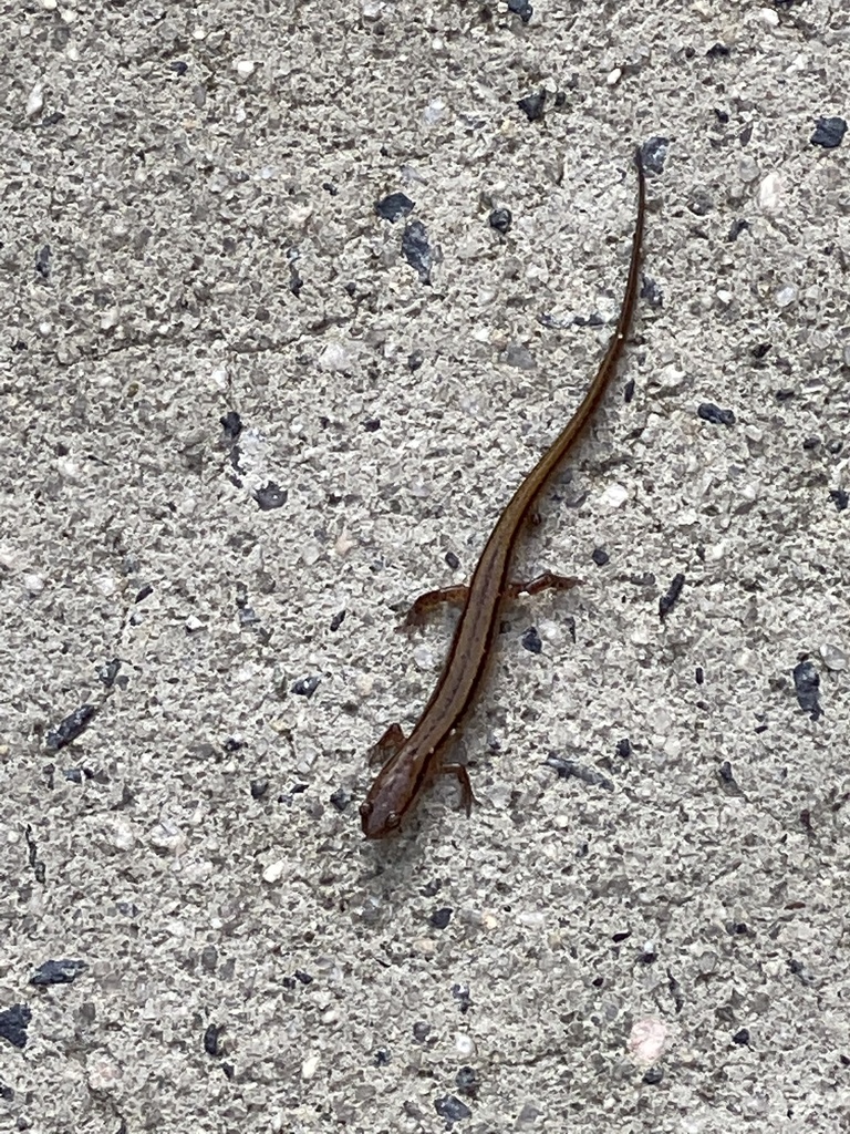 Lungless Salamanders in June 2020 by bluemorpheus · iNaturalist