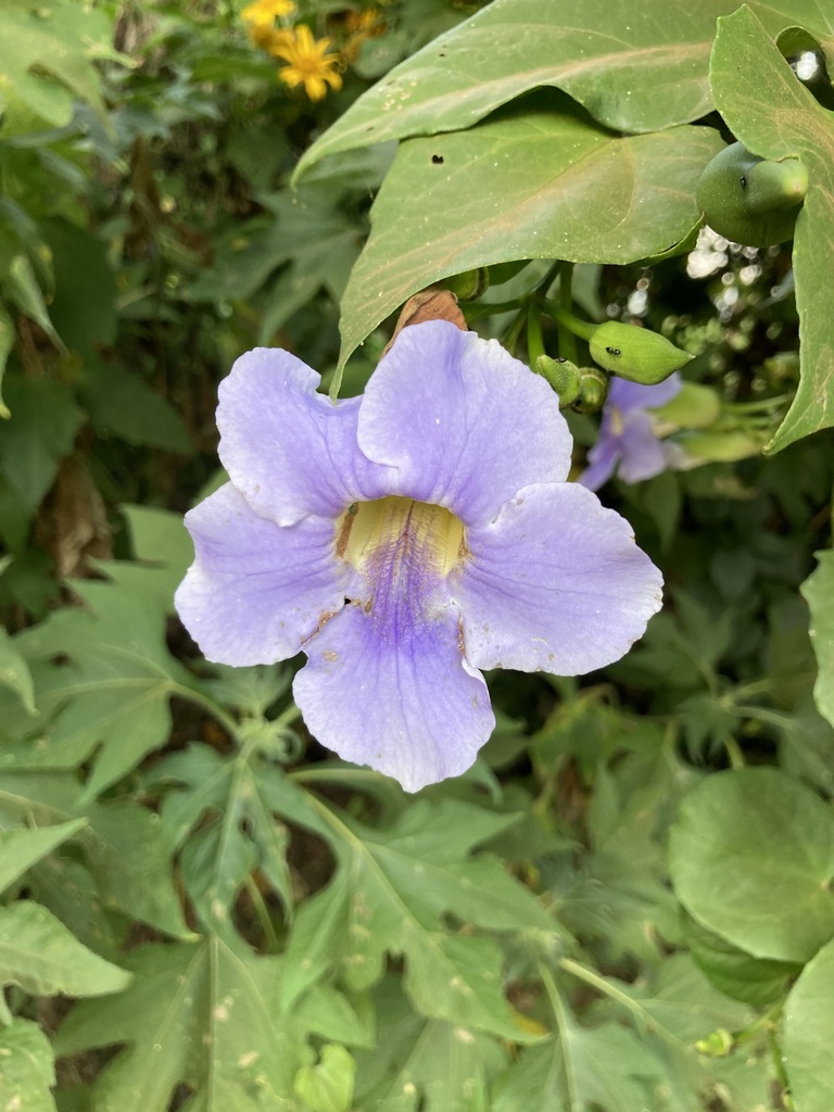 Bengal trumpet from Manyago, Entebbe, Uganda on February 04, 2023 at 06 ...