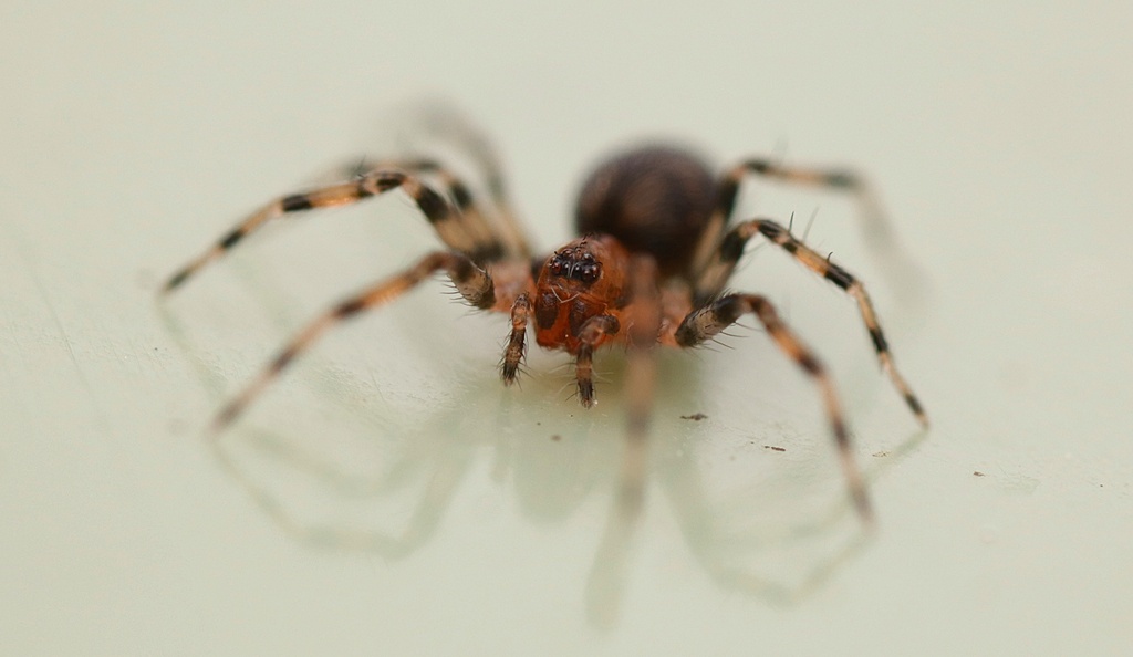 hahniid spiders from Kaeo, New Zealand on February 26, 2022 at 09:56 AM ...