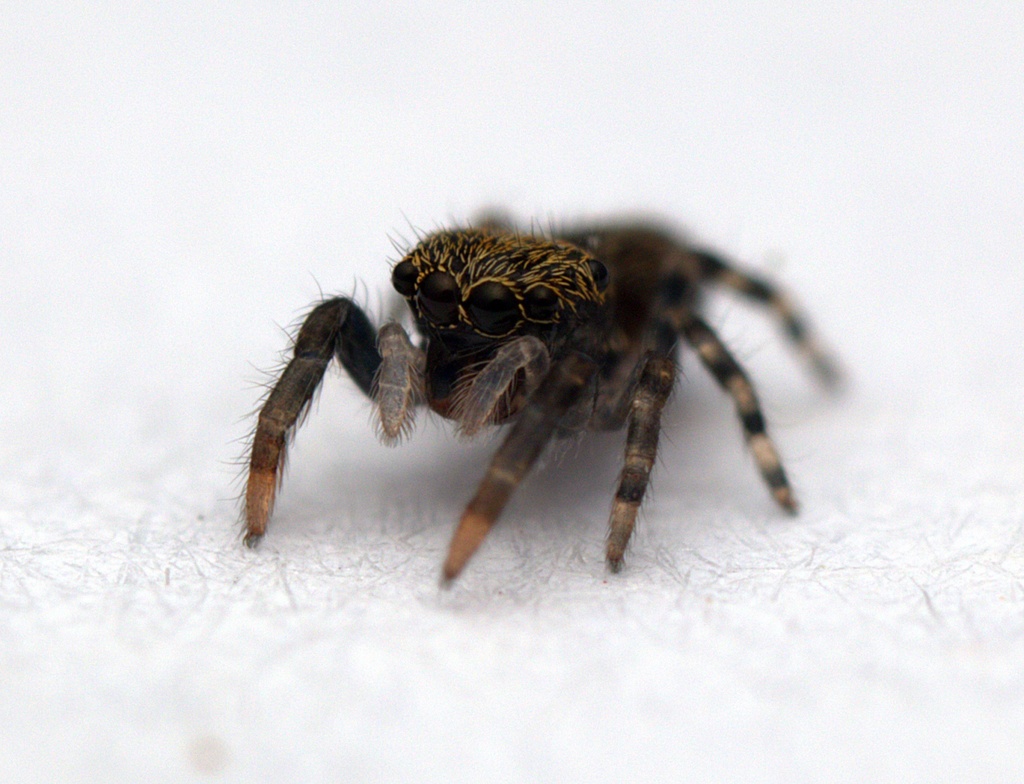 Jumping Spiders from Kaeo, New Zealand on March 04, 2022 at 10:24 AM by ...