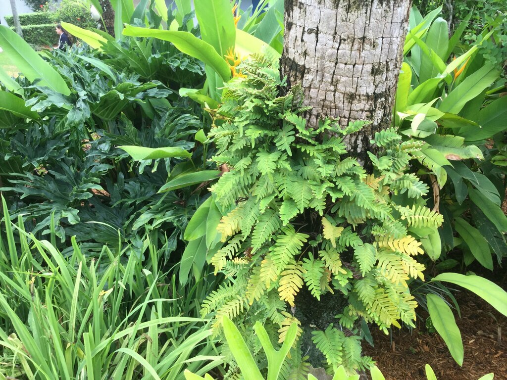 resurrection fern from 5525 SW 84th St, Miami, FL 33143, USA on January ...