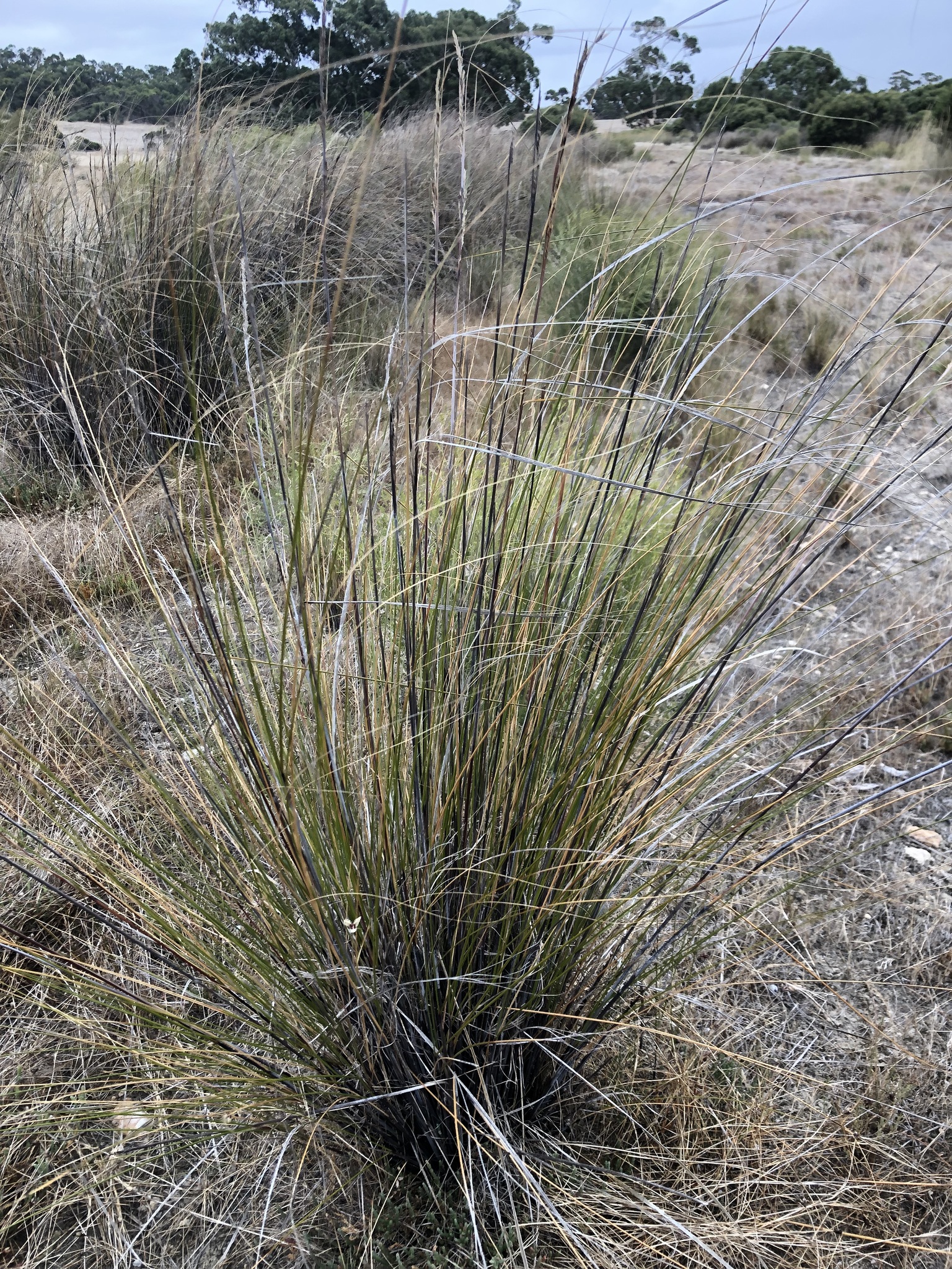 Gahnia filum (Labill.) F.Muell.