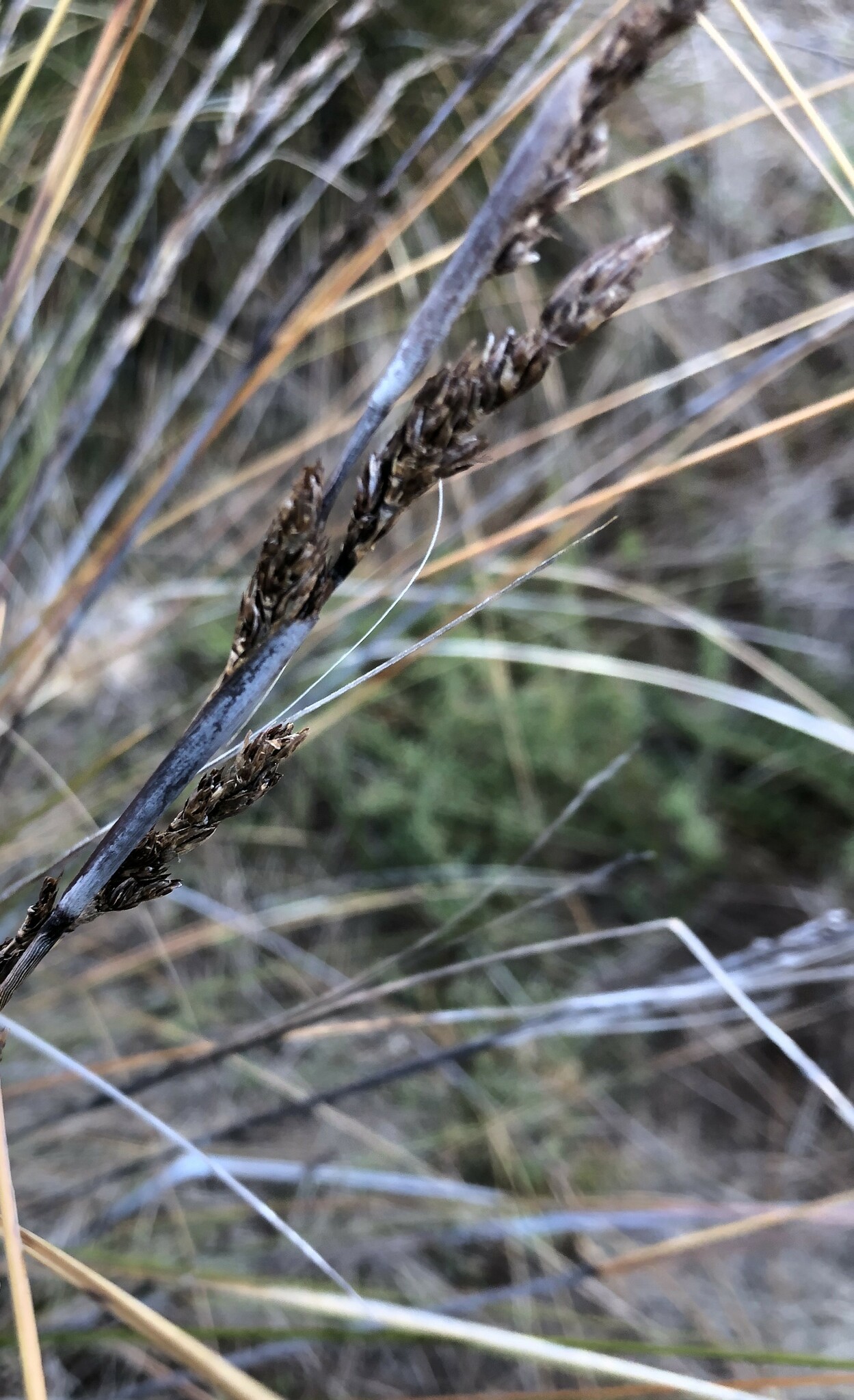 Gahnia filum (Labill.) F.Muell.