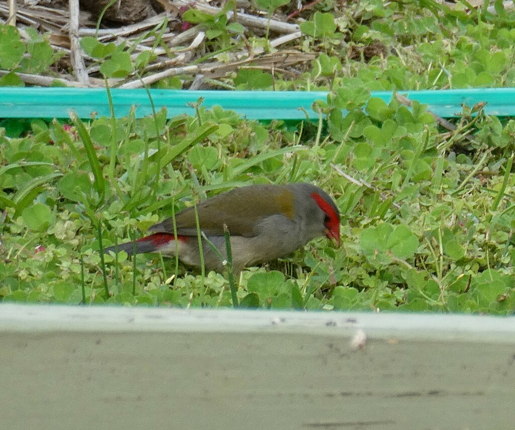 Red-browed Finch from Axe Creek VIC 3551, Australia on March 04, 2023 ...