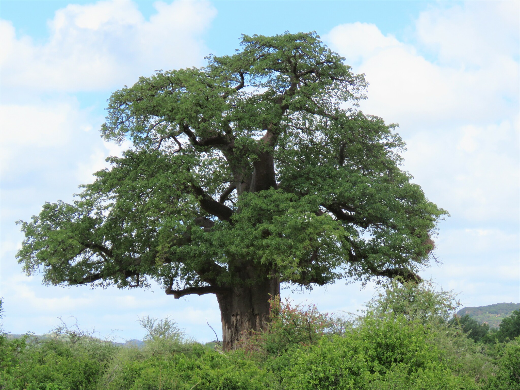 Adansonia digitata L.