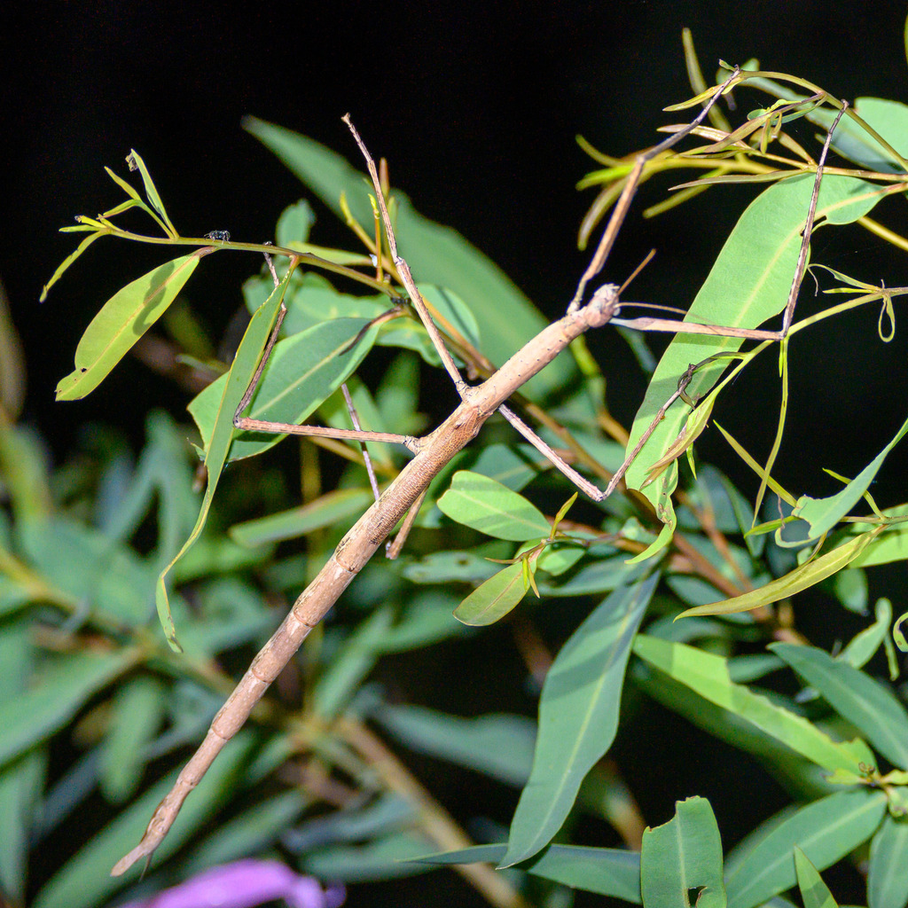 tessellated stick insect from Coochin QLD 4310, Australia on March 5 ...