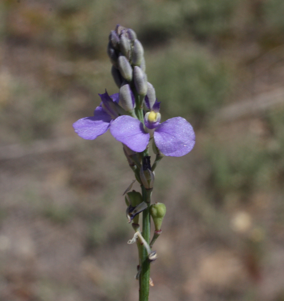 Blue Spike Milkwort from Pingaring WA 6357, Australia on October 17 ...