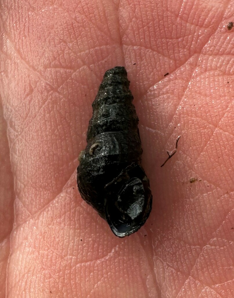 Elimia from Wheeler Branch, Co. Rd. 377, Lawrence County, AL, USA on ...