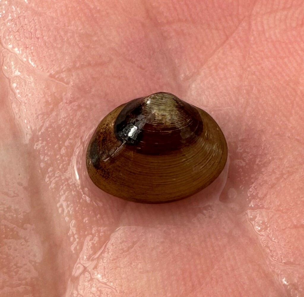 Musculium from Wheeler Branch, Co. Rd. 377, Lawrence County, AL, USA on ...