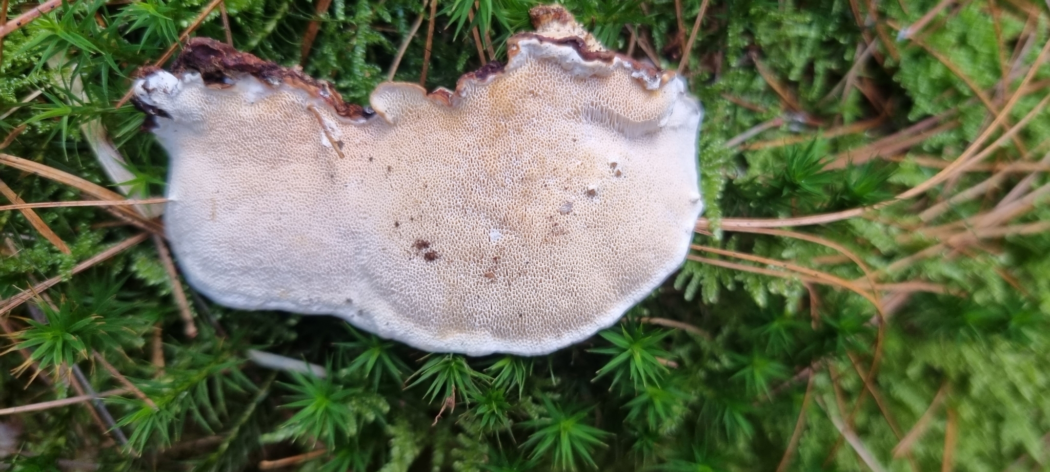 Heterobasidion irregulare Garbel. & Otrosina