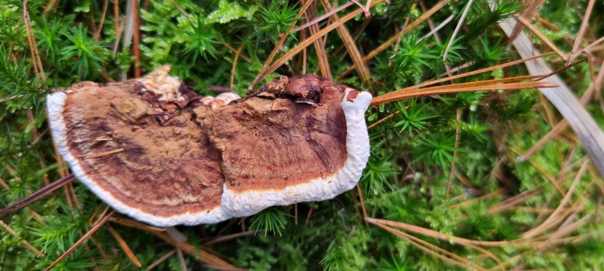 Heterobasidion irregulare Garbel. & Otrosina