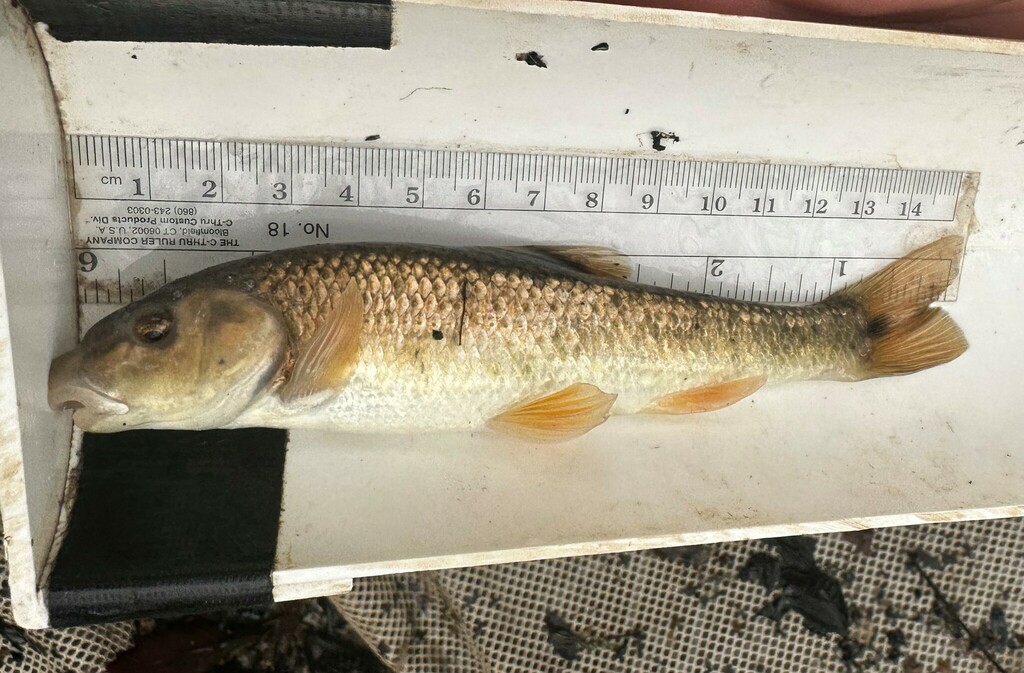 Largescale Stoneroller from Wheeler Branch, Co. Rd. 377, Lawrence ...