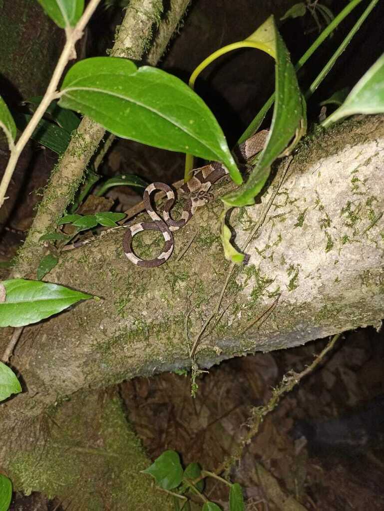 Common Blunt-headed Tree Snake from Cuetzalan del Progreso, Pue ...