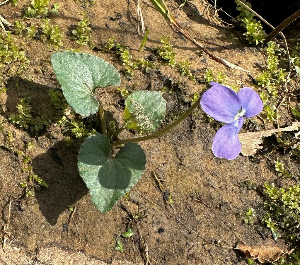 common blue violet from Co. Rd. 377 at Wheeler Branch, Lawrence County ...