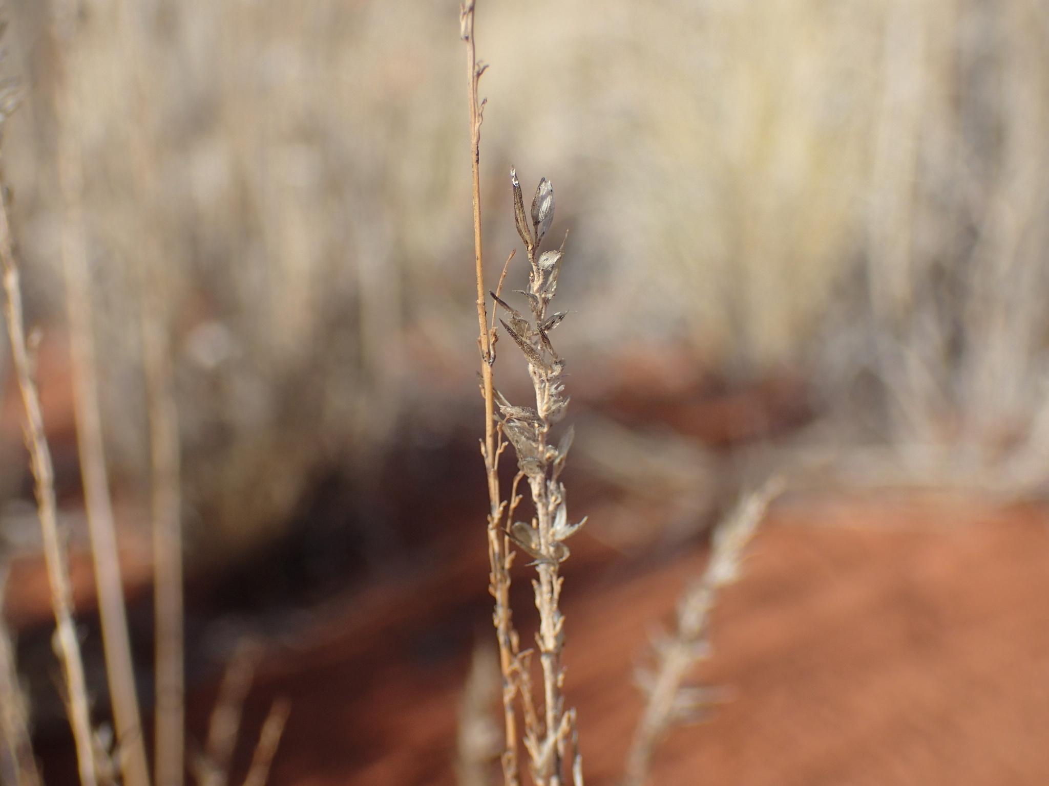 Schmidtia pappophoroides Steud. ex J.A.Schmidt