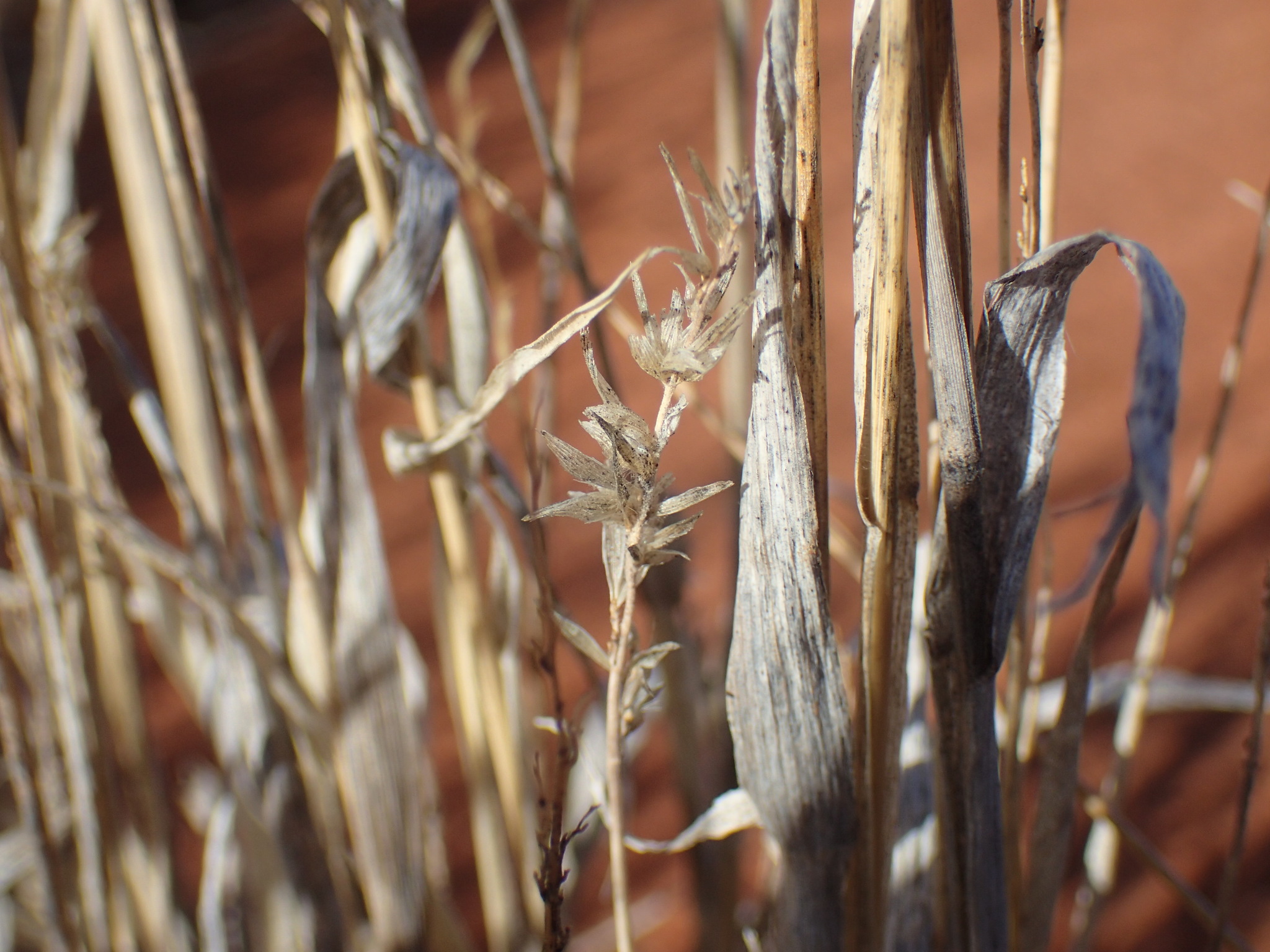 Schmidtia pappophoroides Steud. ex J.A.Schmidt