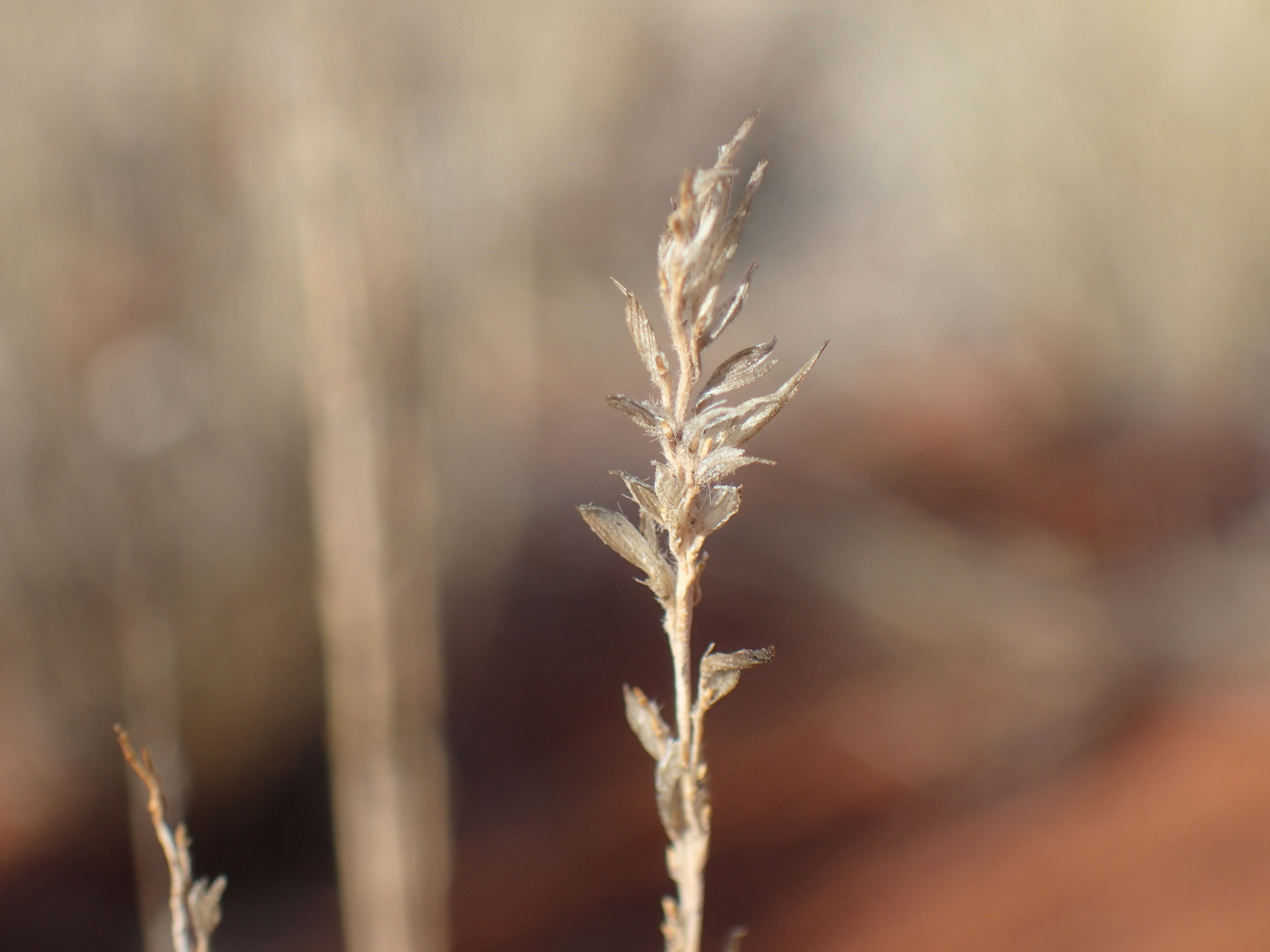 Schmidtia pappophoroides Steud. ex J.A.Schmidt