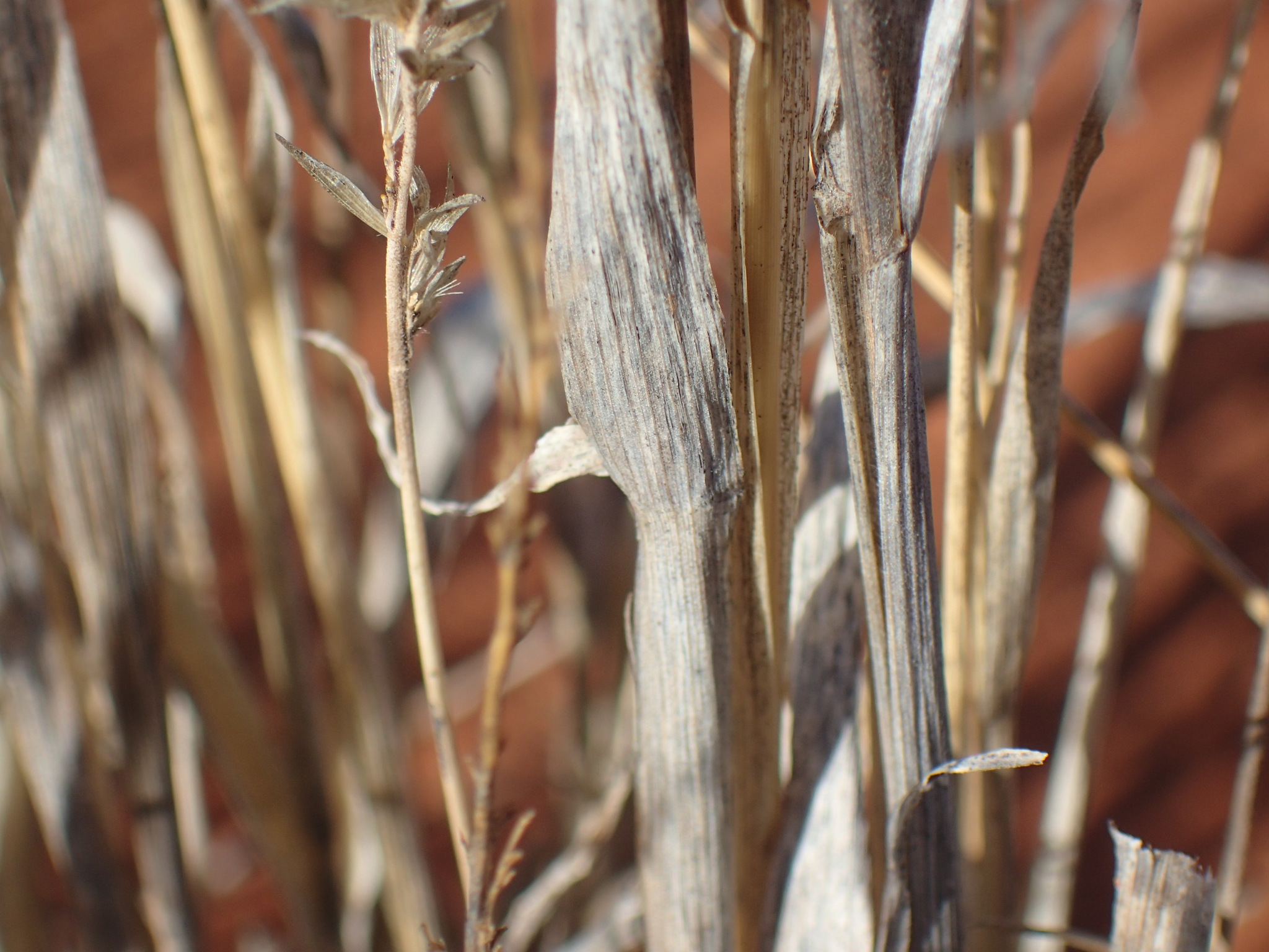 Schmidtia pappophoroides Steud. ex J.A.Schmidt