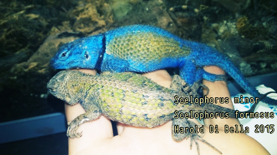 Minor Lizard from nuevo leon on August 10, 2015 by Mr. Harold Di-Bella ...