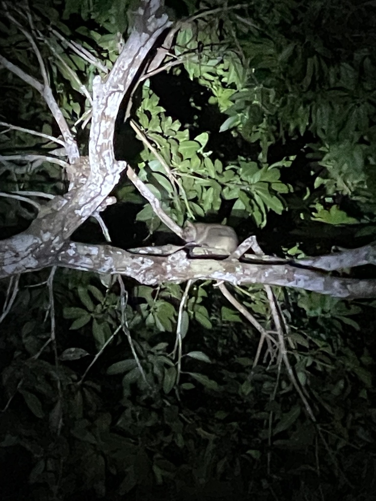 Northern Common Cuscus from Pulau Waigeo, Raja Ampat, West Papua, ID on ...