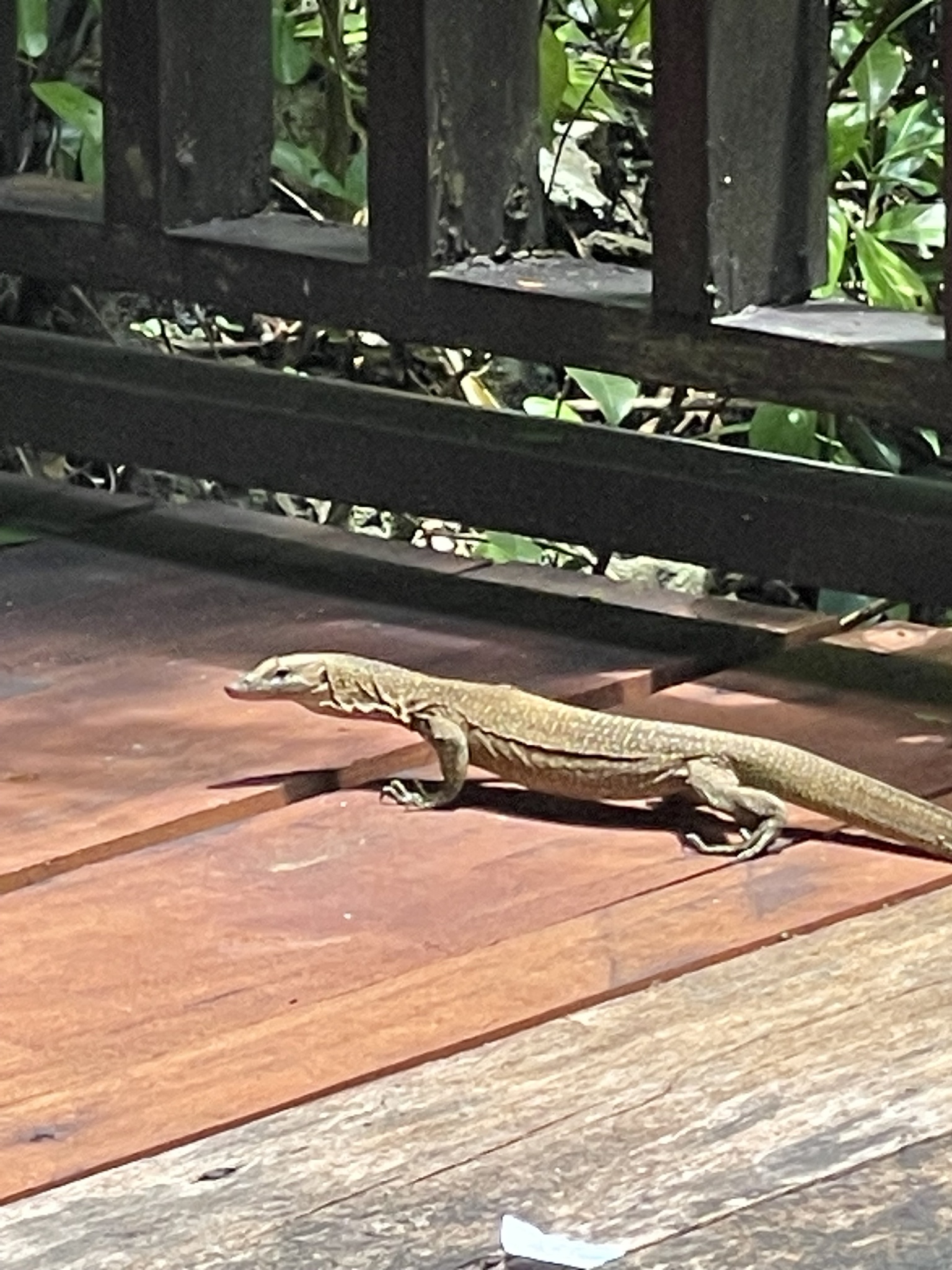 Varanus indicus (Daudin, 1802)