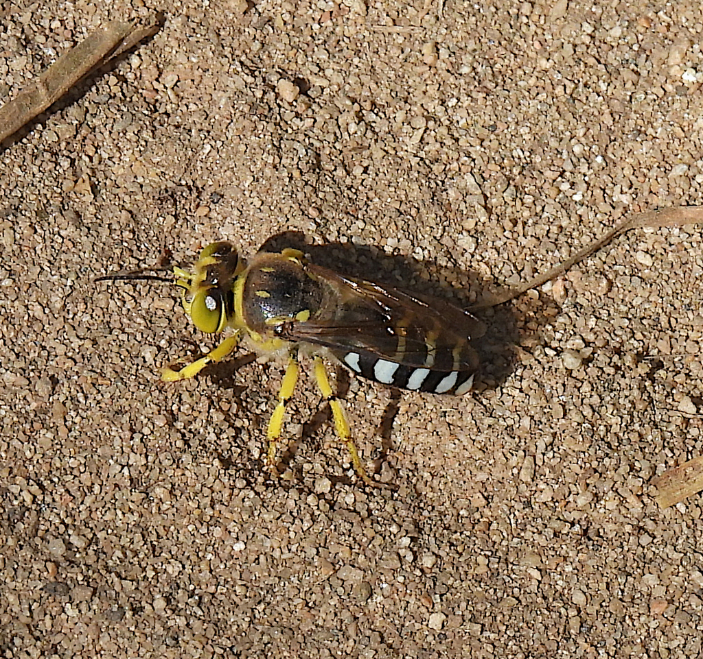 Bembix palmata from Bunya Crossing Reserve, Brisbane QLD, Australia on ...